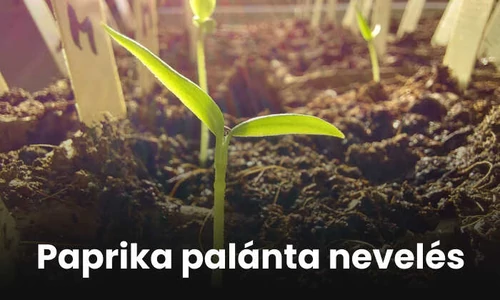 Paprika palánta nevelése otthon - részletes útmutató