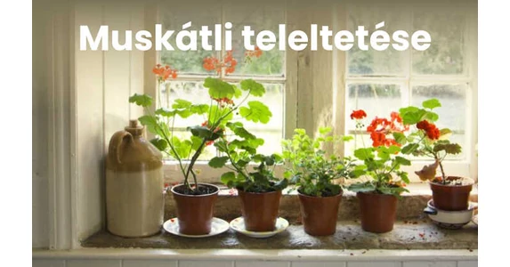 Muskátli teleltetése - minden amit tudnod kell - Agrobolt Online